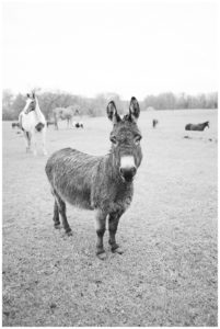 Ranch Wedding With Donkey & Horses • Xsperience Photography